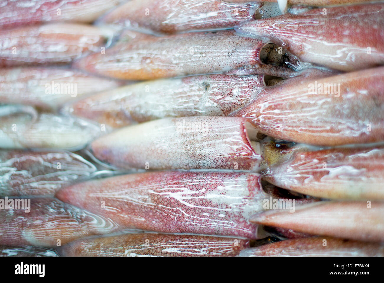 Squid japan hi-res stock photography and images - Alamy