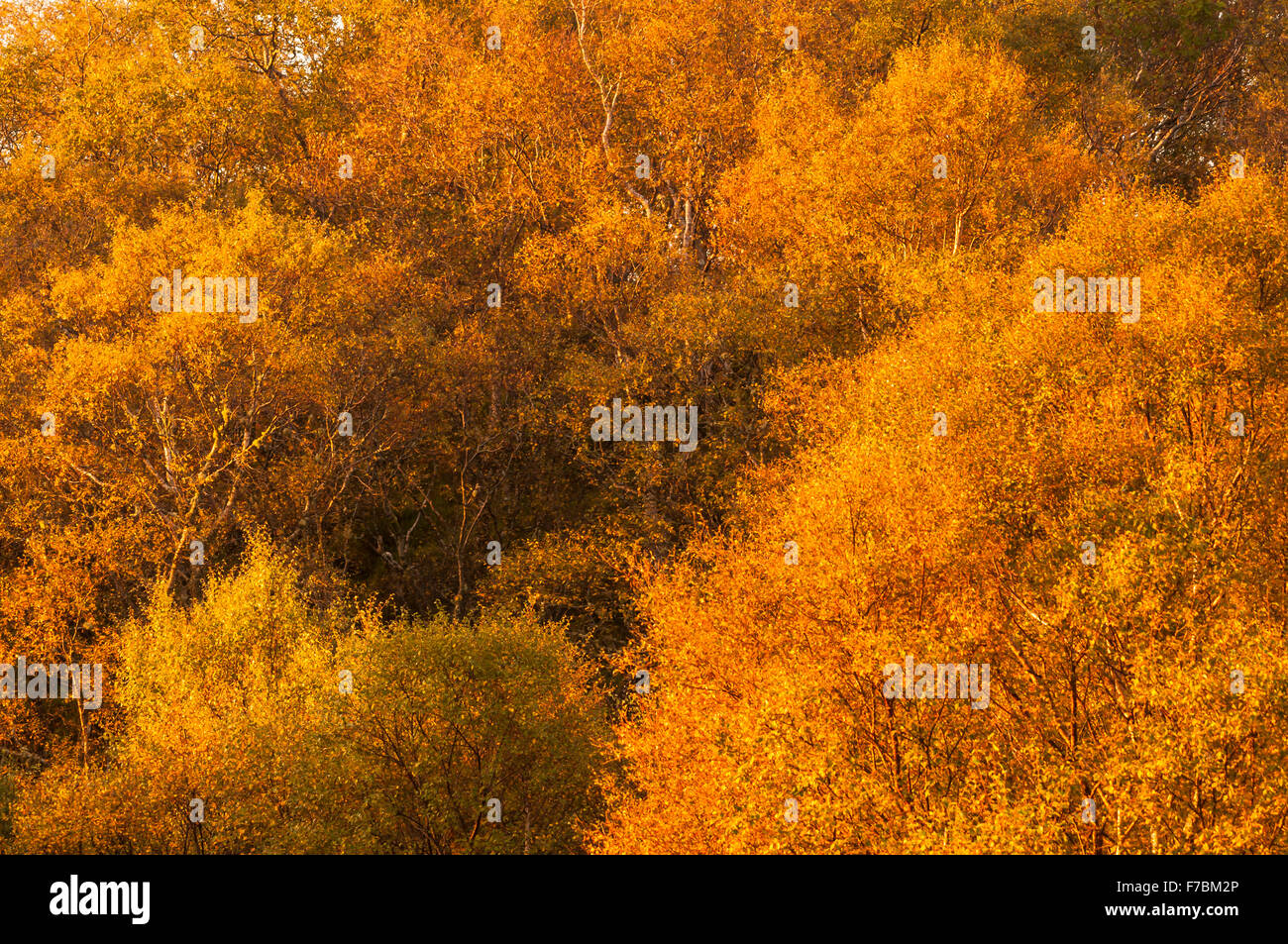Silver Birch trees, Betula pendula, in autumn colour Stock Photo - Alamy