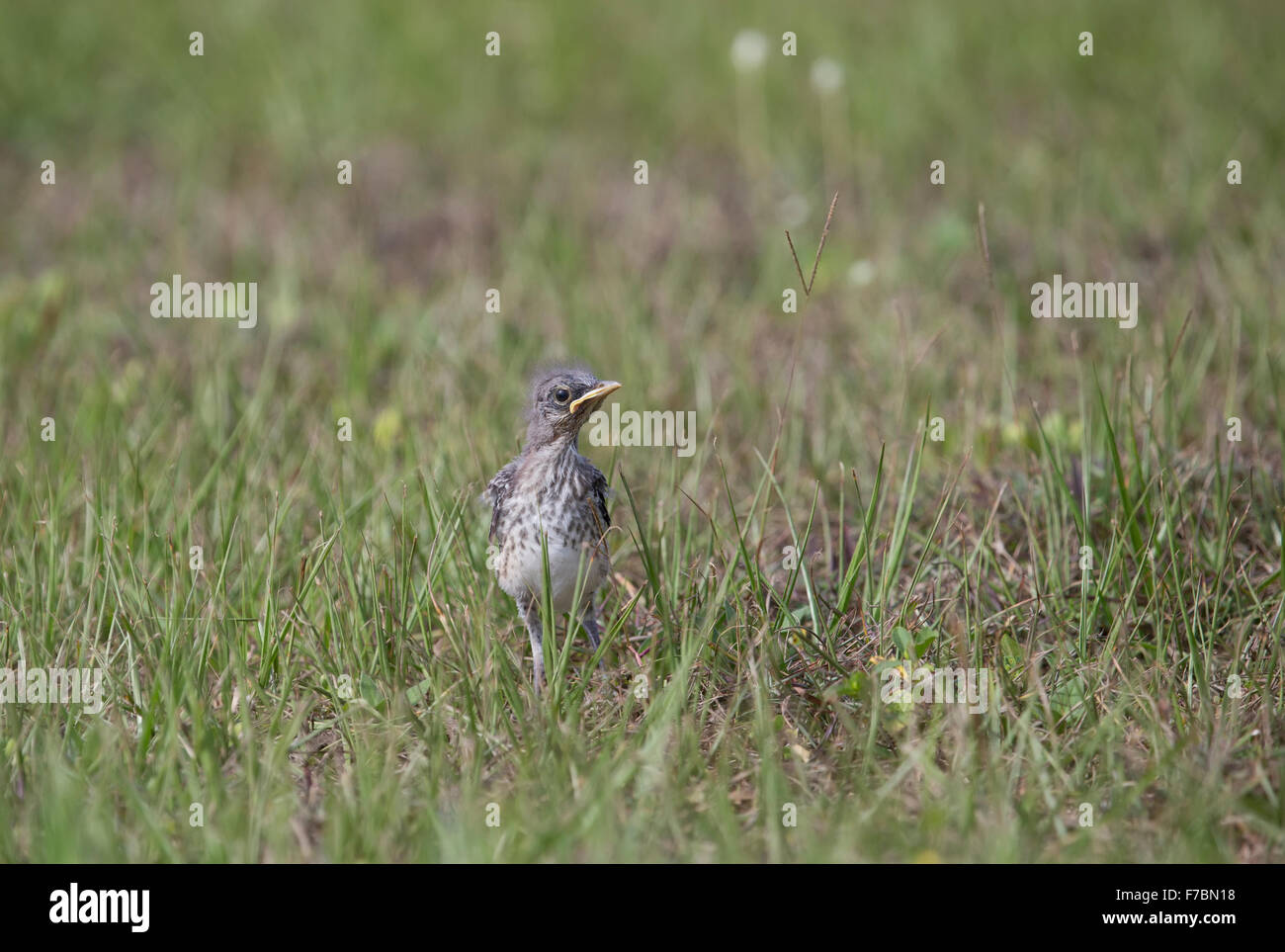 Baby mockingbird hi-res stock photography and images - Alamy