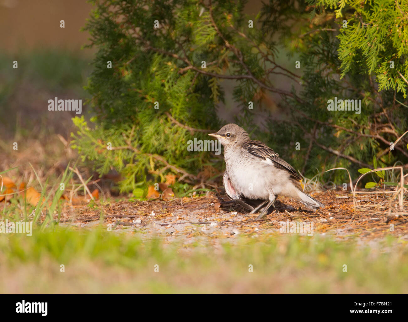Wild mockingbird chick on ground under a bush Stock Photo - Alamy