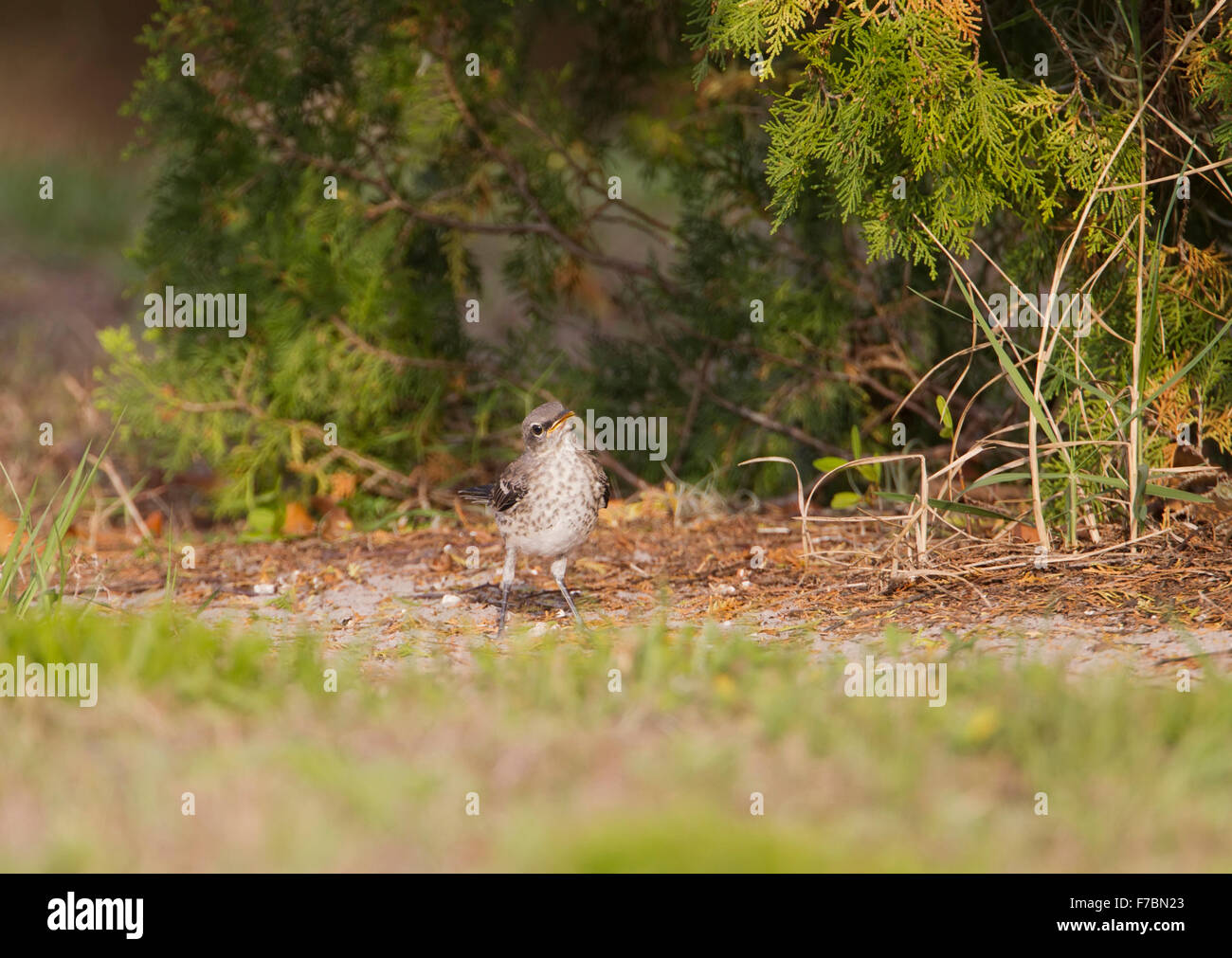 Wild mockingbird chick on ground under a bush Stock Photo - Alamy