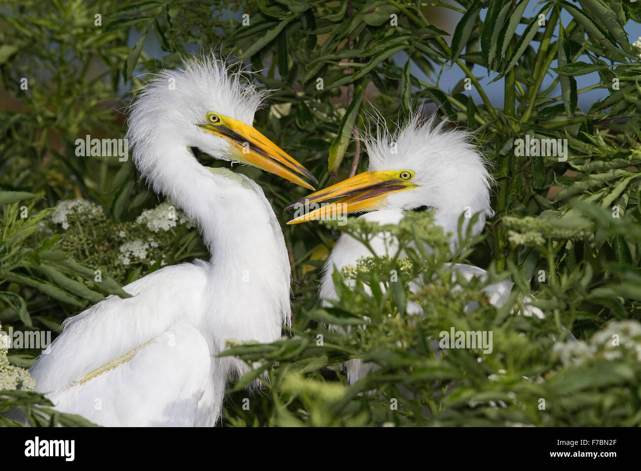 Two great egret chicks Stock Photo - Alamy