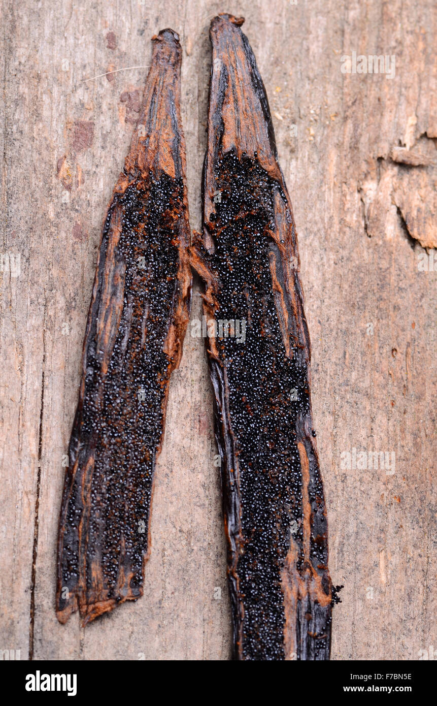 vanilla pods high resolution image Stock Photo - Alamy