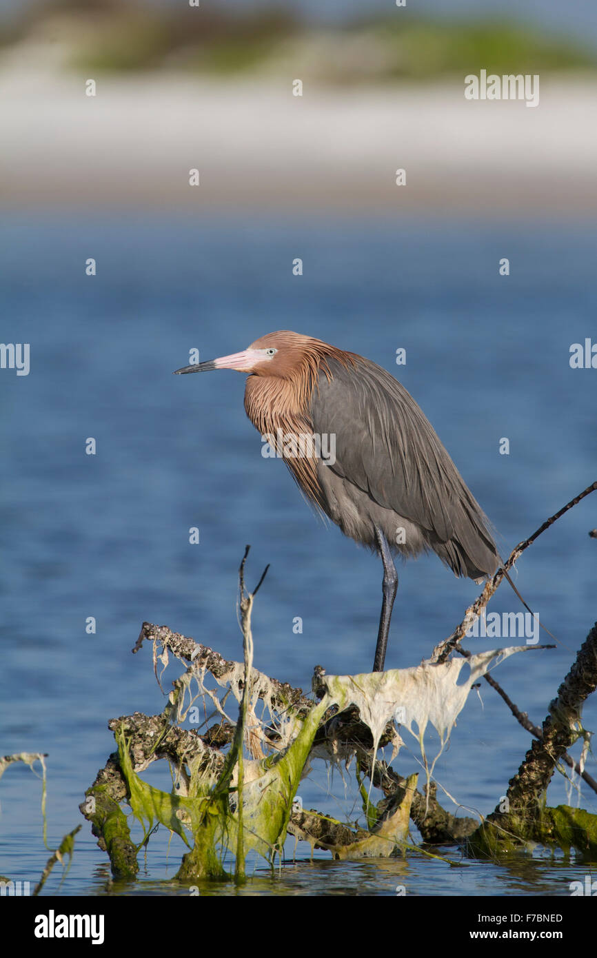 Egret breeding colors hi-res stock photography and images - Alamy