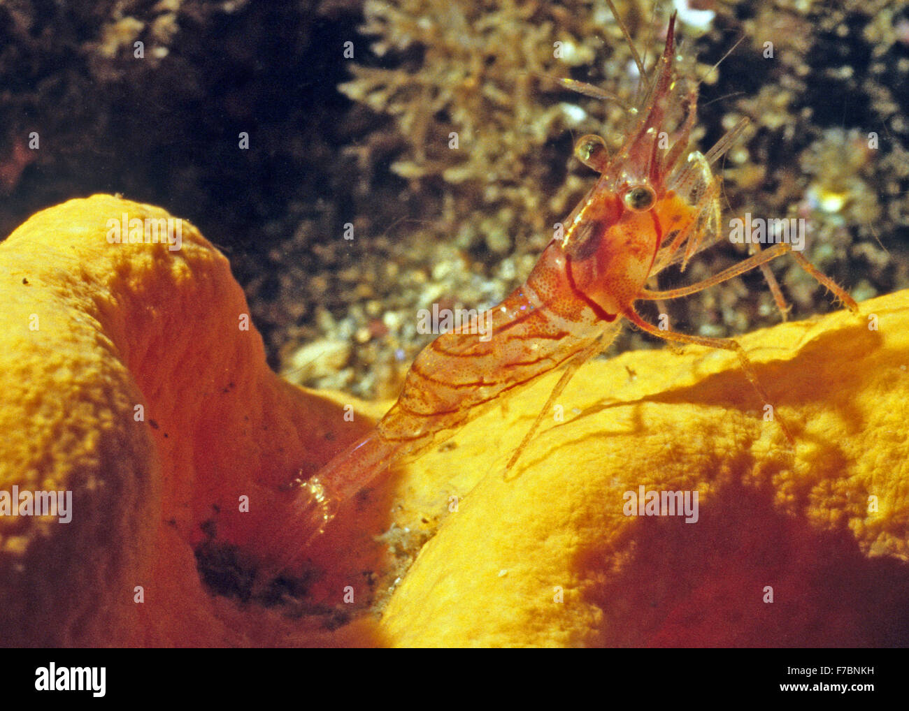 Pink prawn on a dead mens finger hi-res stock photography and images ...