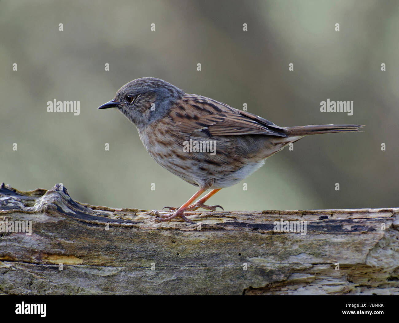 Dunnock, Prunella modularis, on log in garden, Lancashire, England, UK ...