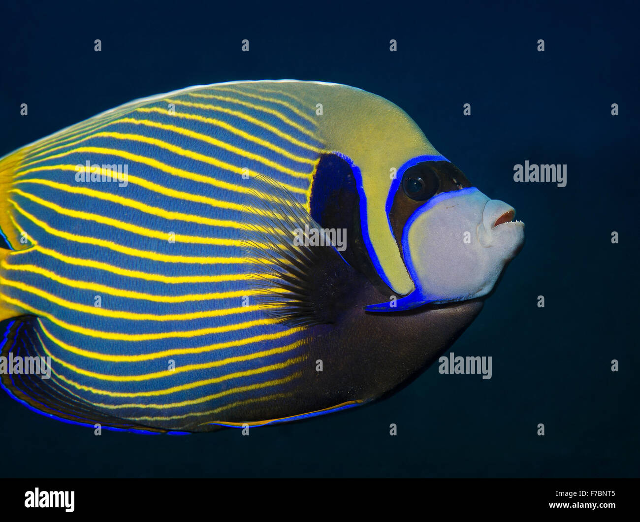 Imperator imperial fish hi-res stock photography and images - Alamy