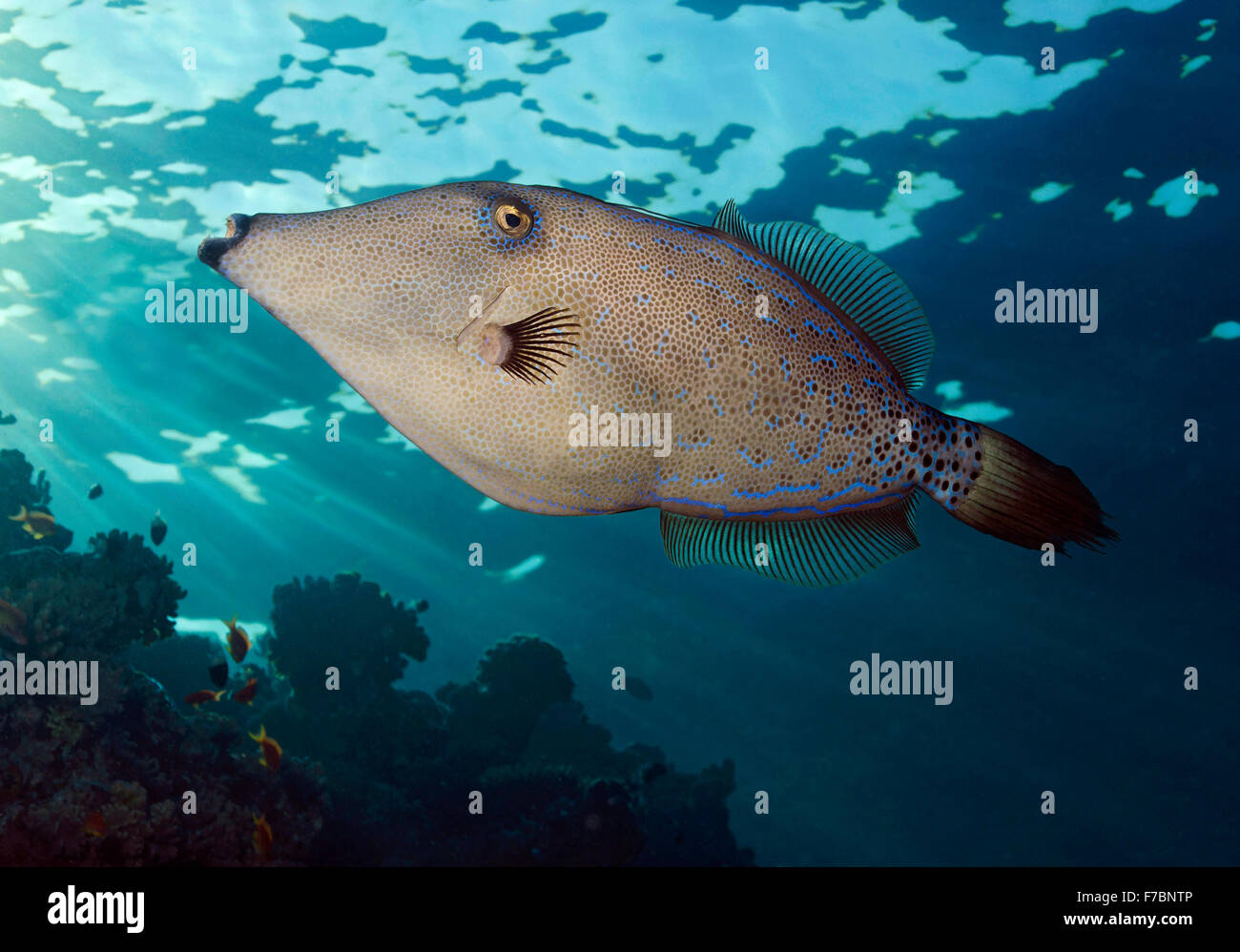 Over under water coral reef hi-res stock photography and images - Alamy