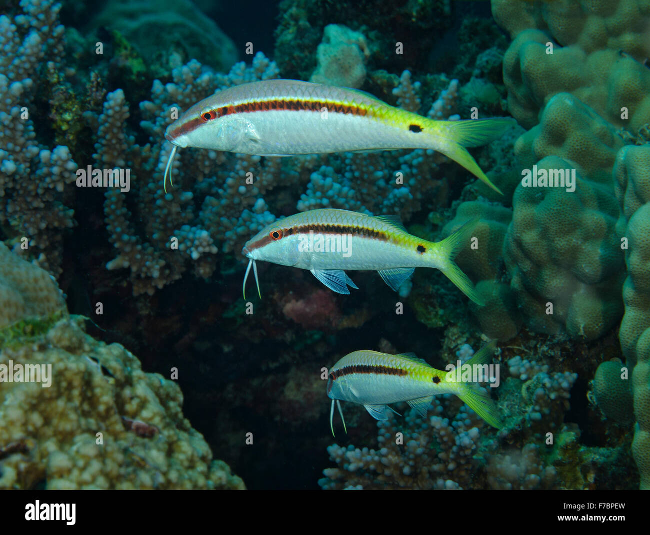 Yellow stripe goatfish hi-res stock photography and images - Alamy