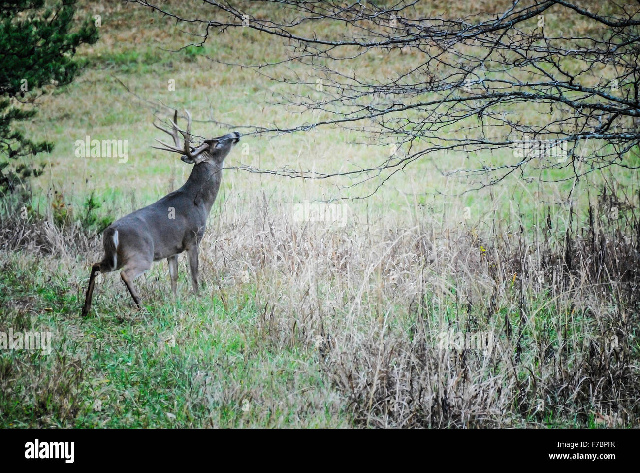 Buck Sharpening His Antlers On A Tree Branch Stock Photo - Alamy