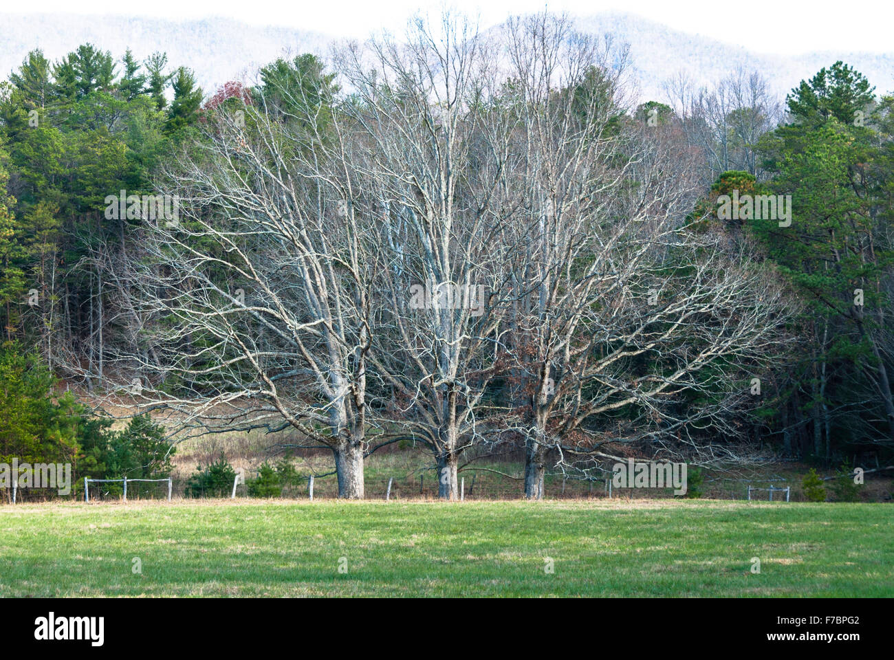 Three Trees At Cades Cove During Fall Stock Photo - Alamy