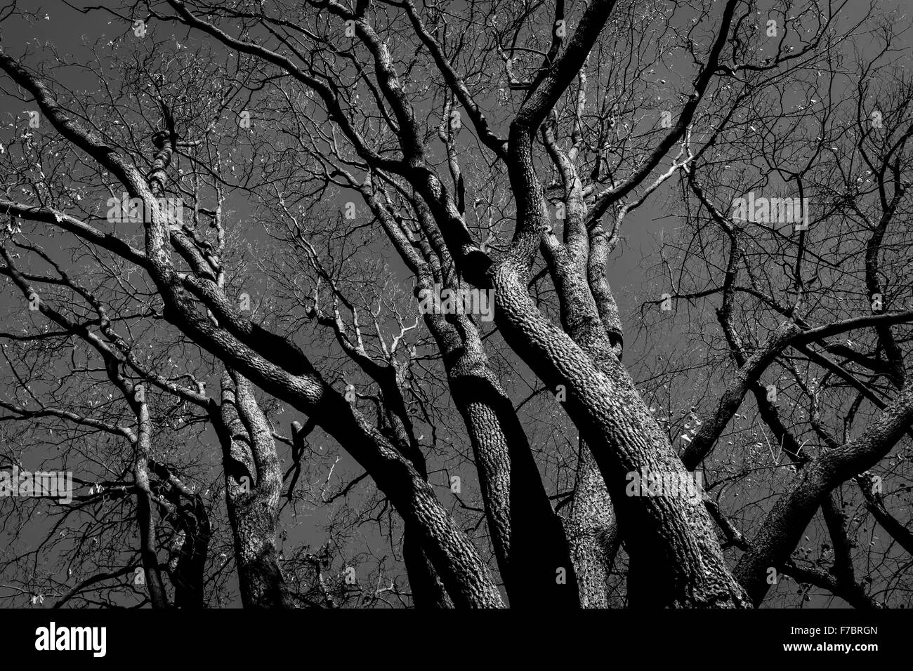 spooky abstract black and white tree silhouette in sunrise time Stock ...