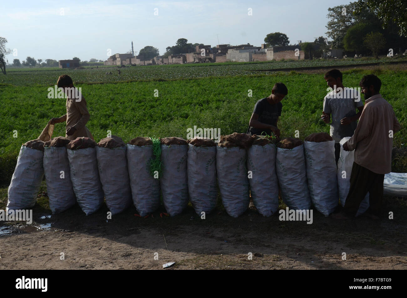 Lahore, Pakistan. 28th Nov, 2015. Pakistani farmers busy in vegetables ...