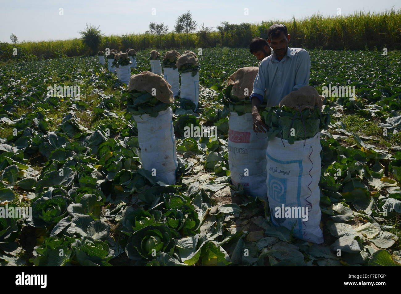 Lahore, Pakistan. 28th Nov, 2015. Pakistani farmers busy in vegetables ...