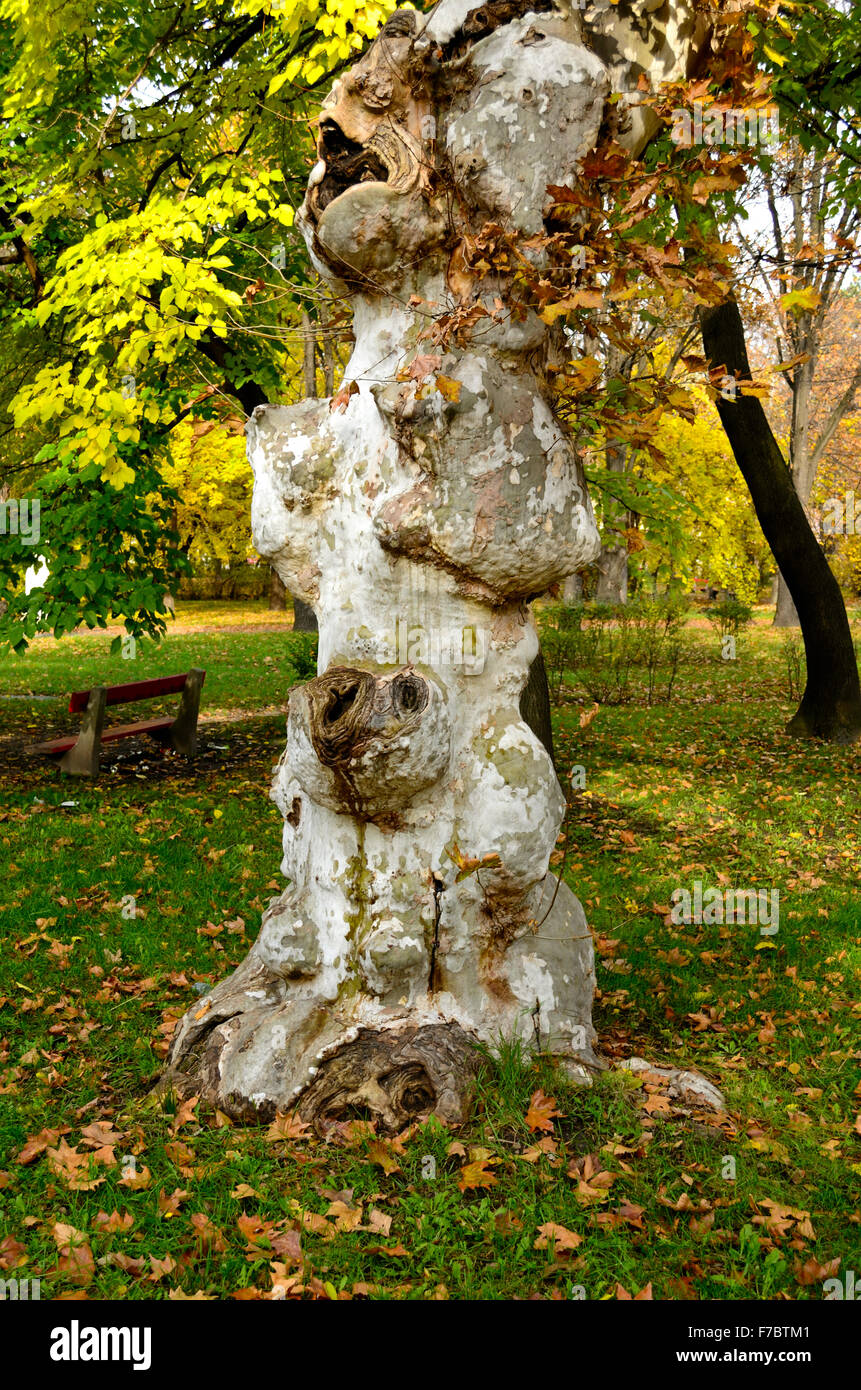 Kecskemet city Hungary inner city, Katona Jozsef Park trees in autumn ...