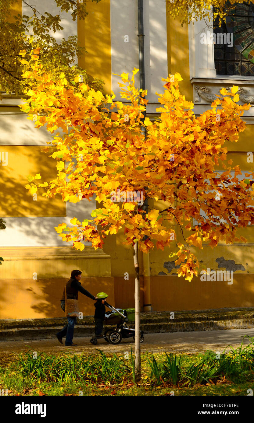 Kecskemet city Hungary tree in autumn colors, inner city Stock Photo ...