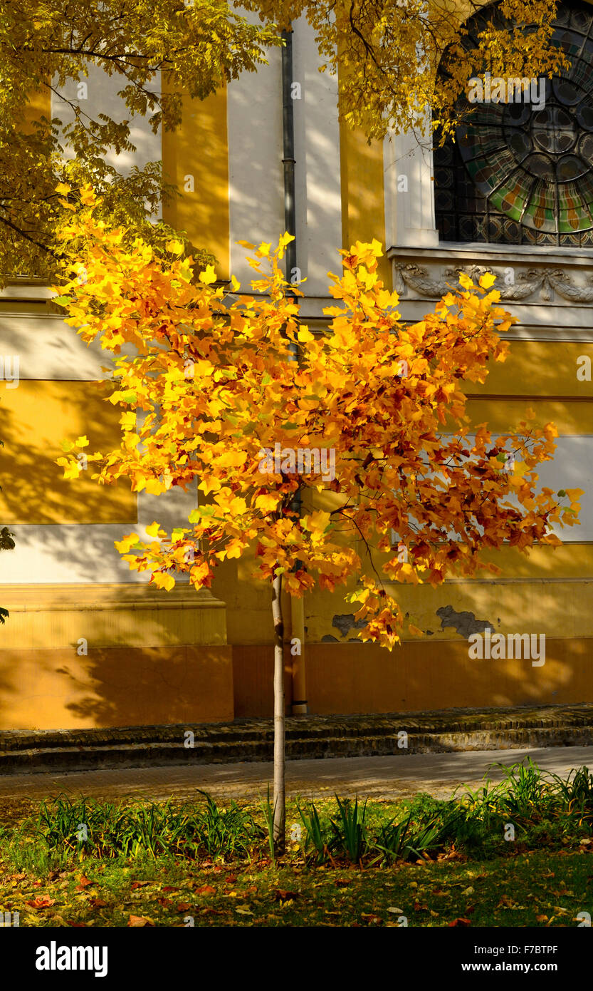 Kecskemet city Hungary tree in autumn colors, inner city Stock Photo ...