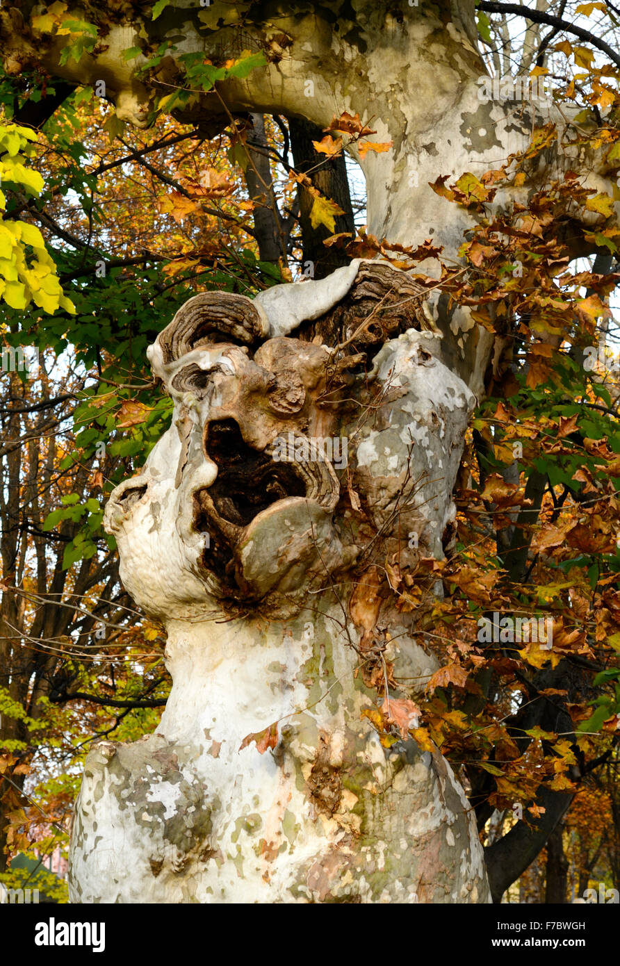 Zoltan katona hi-res stock photography and images - Alamy