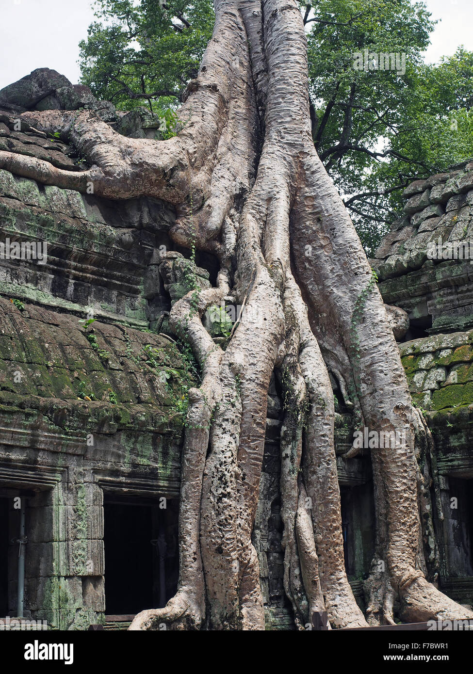 Tree temples hi-res stock photography and images - Alamy