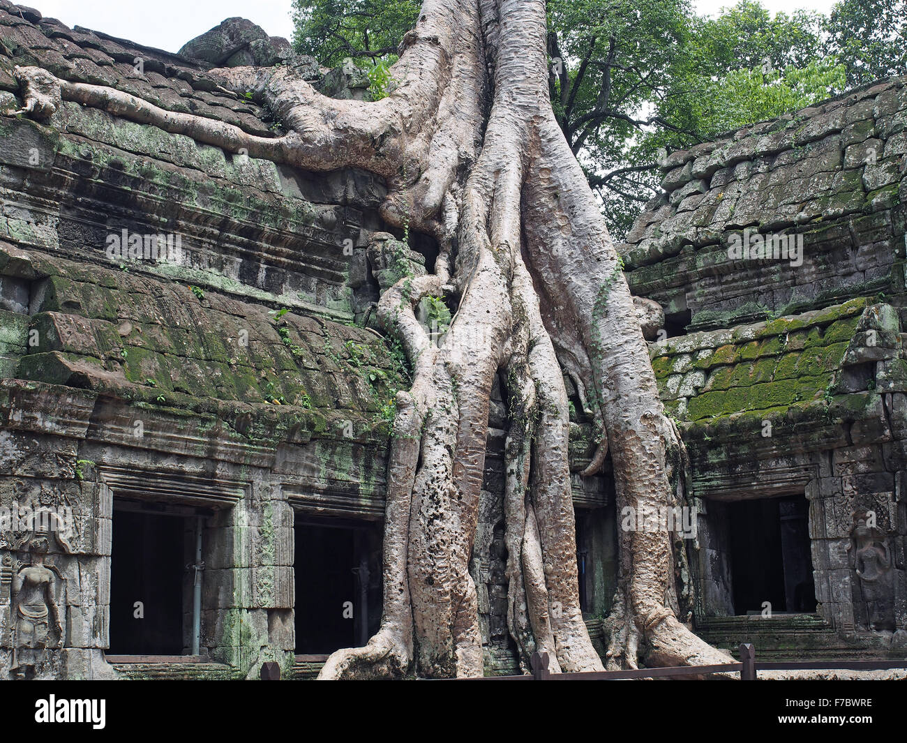 Khmer tree hi-res stock photography and images - Alamy