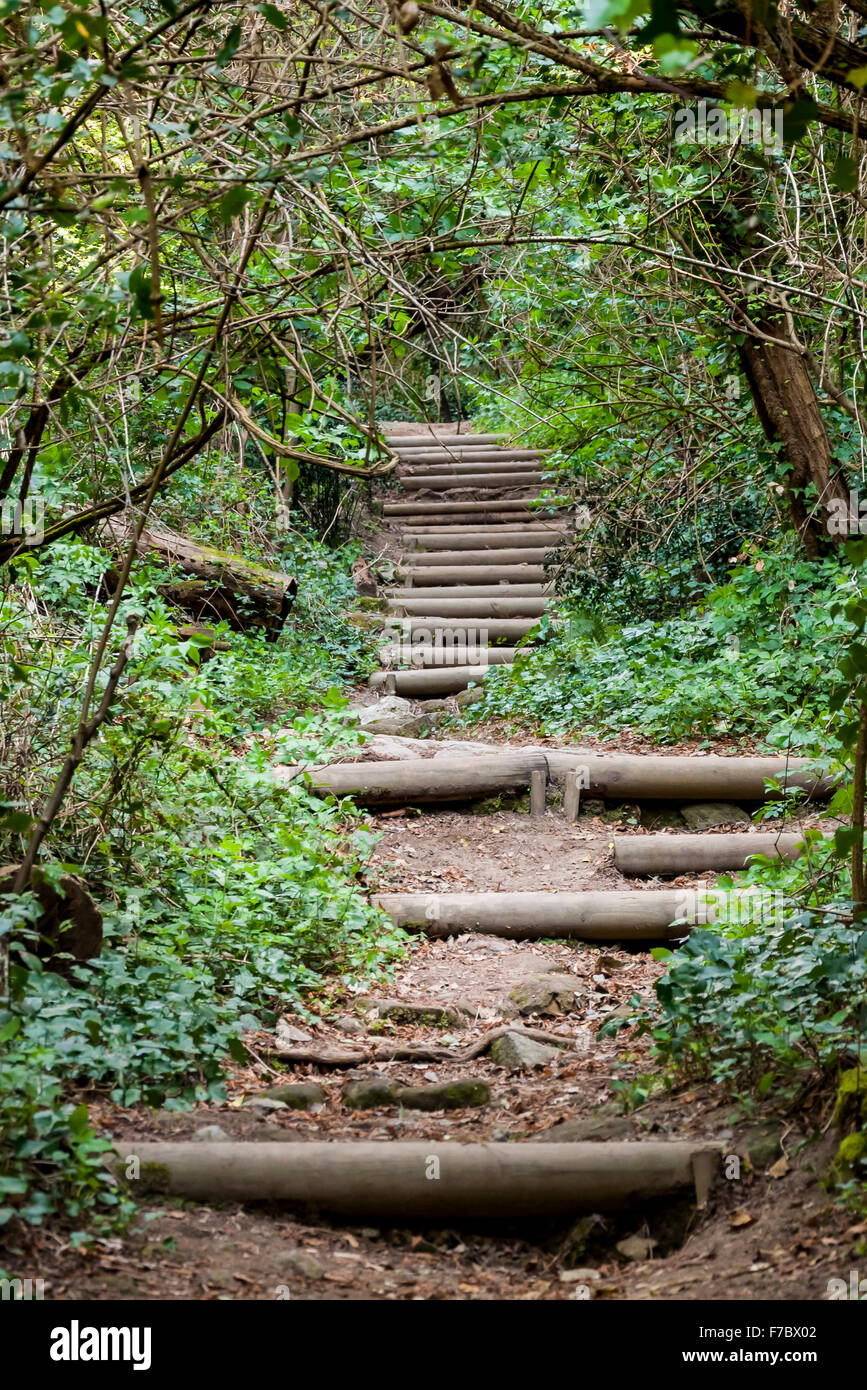 Footpath in summer green forest Stock Photo - Alamy