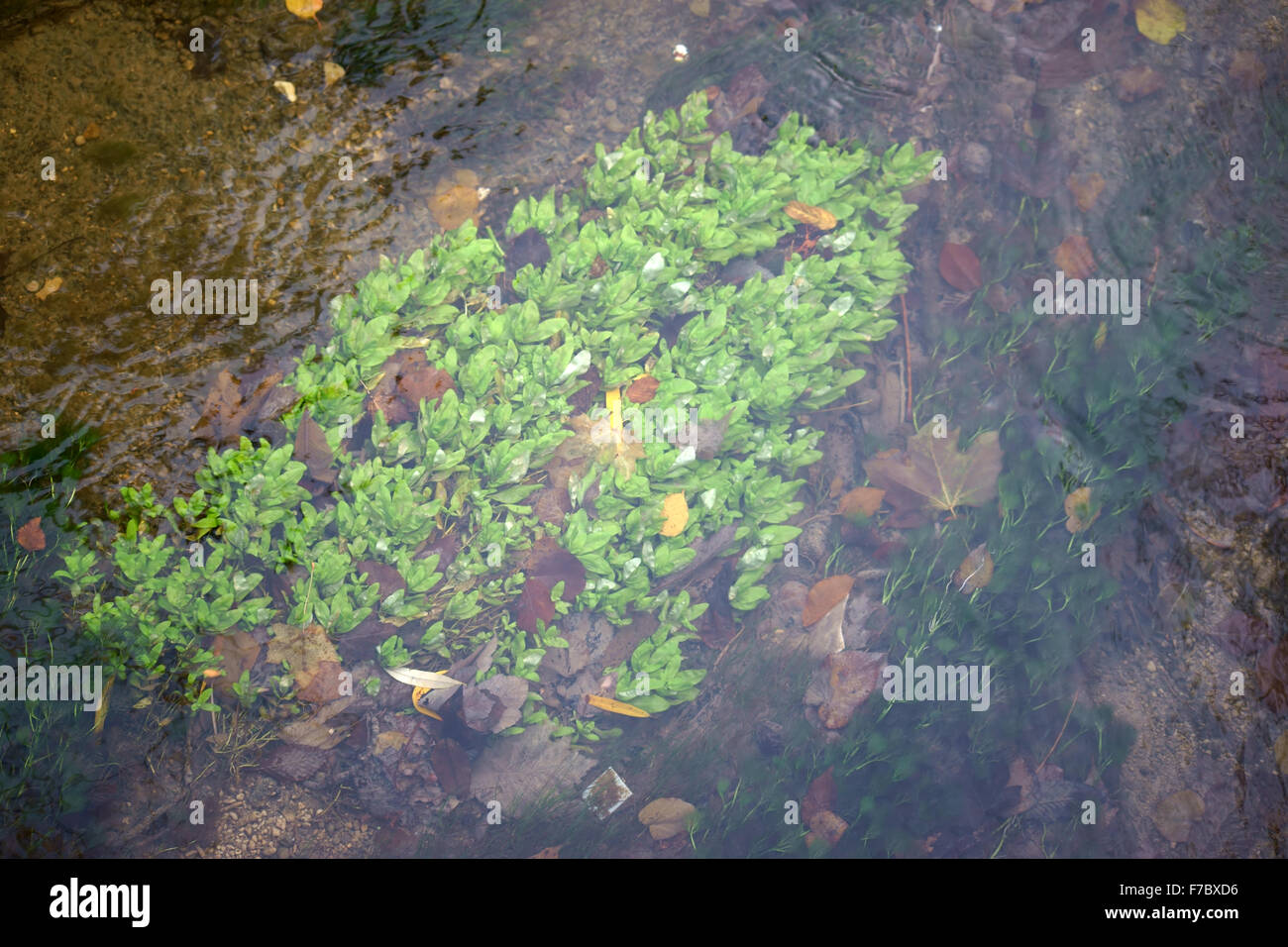 Plants in the flowing stream Stock Photo - Alamy