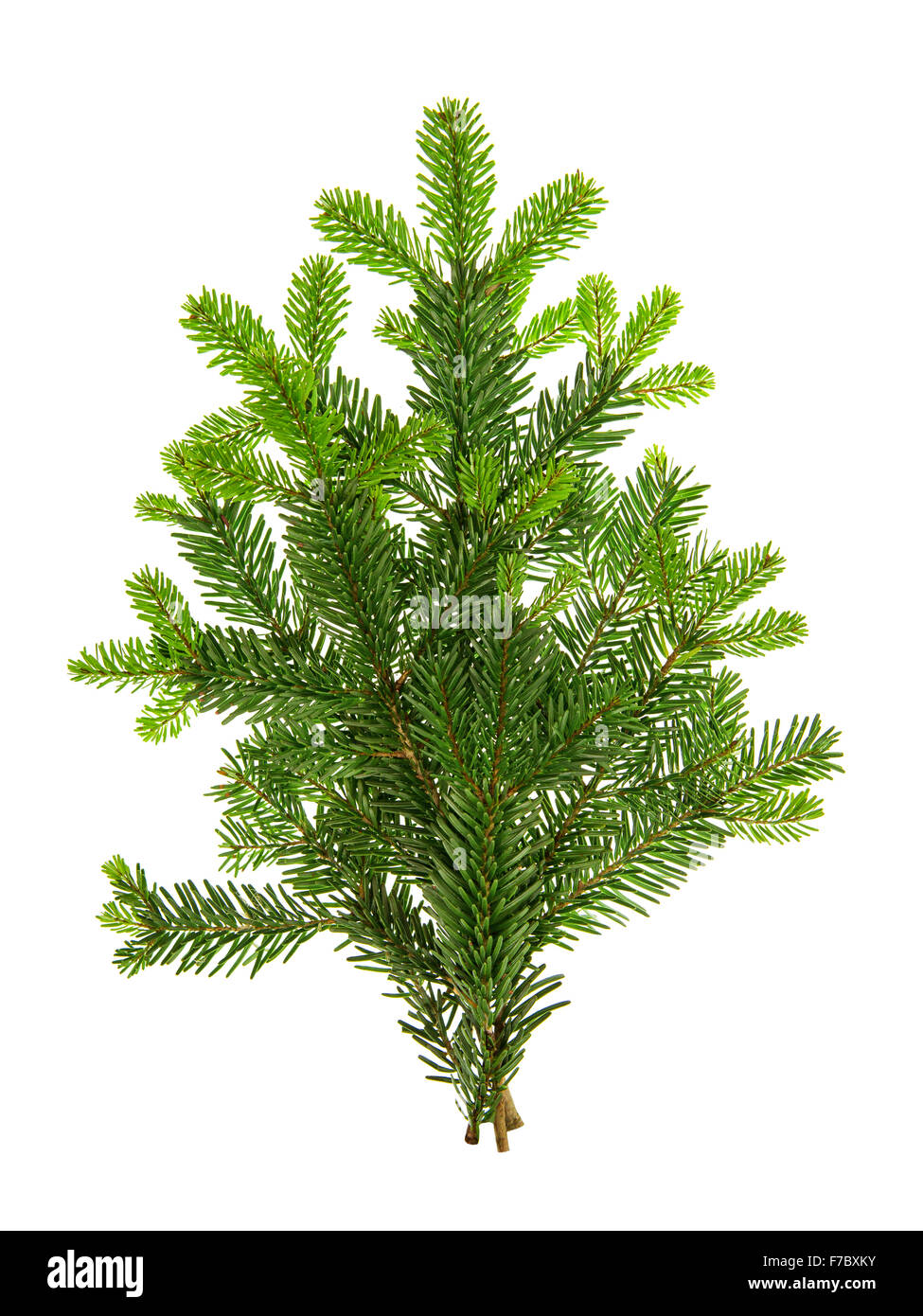 Branch of christmas tree isolated on white background. Pine sprig ...