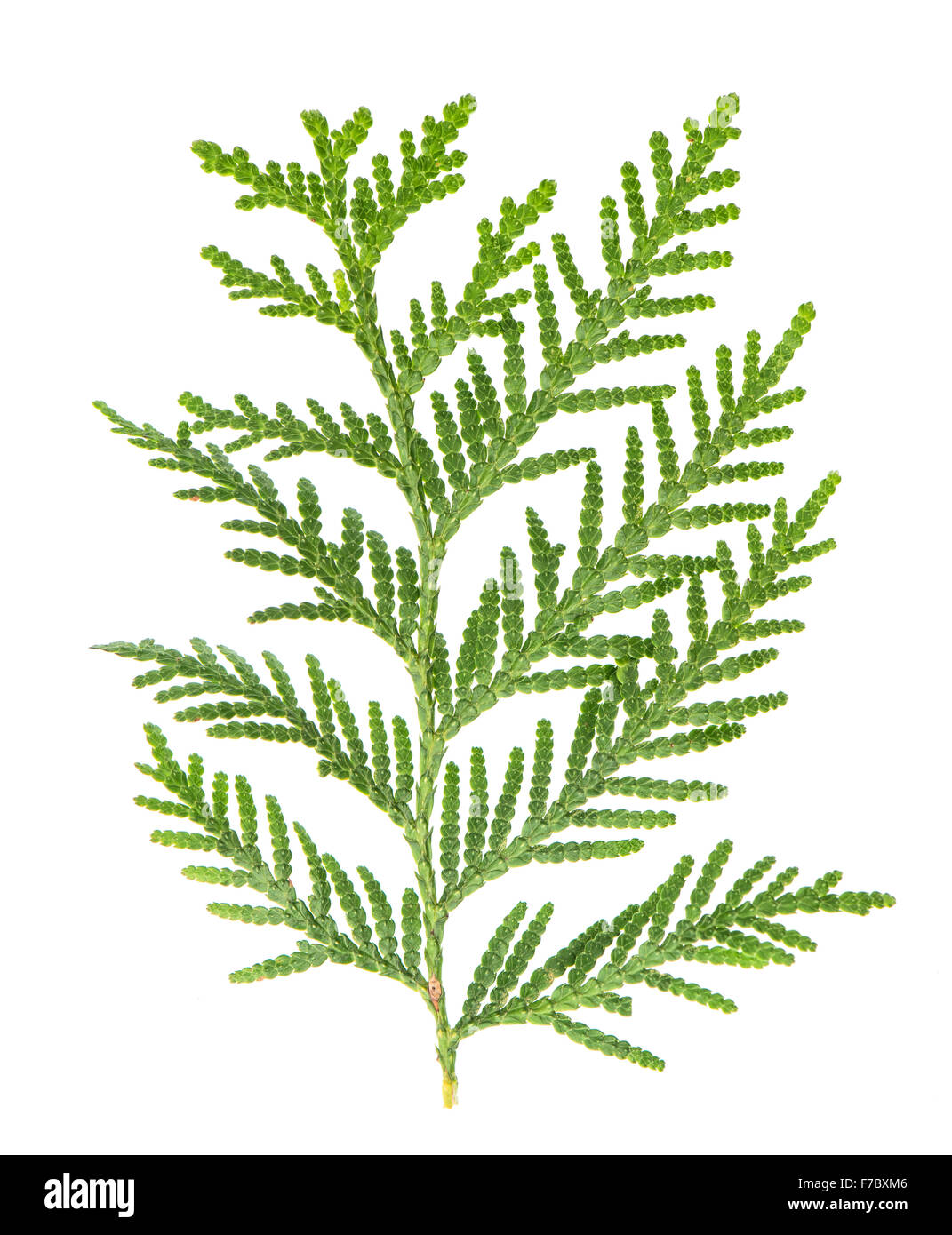 Evergreen tree or shrub Cut Out Stock Images & Pictures - Alamy