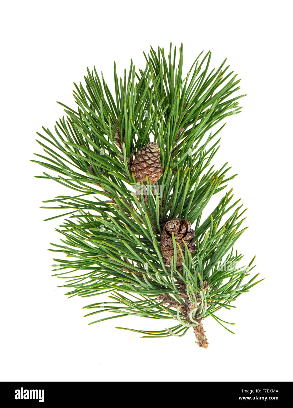 Pine sprig cone Cut Out Stock Images & Pictures - Alamy