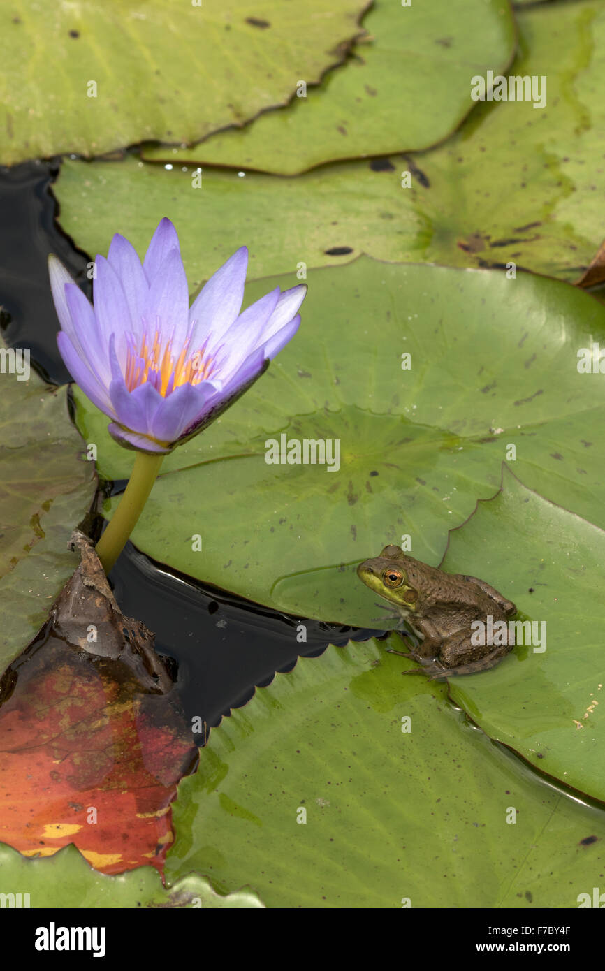 American bullfrog jump hi-res stock photography and images - Alamy