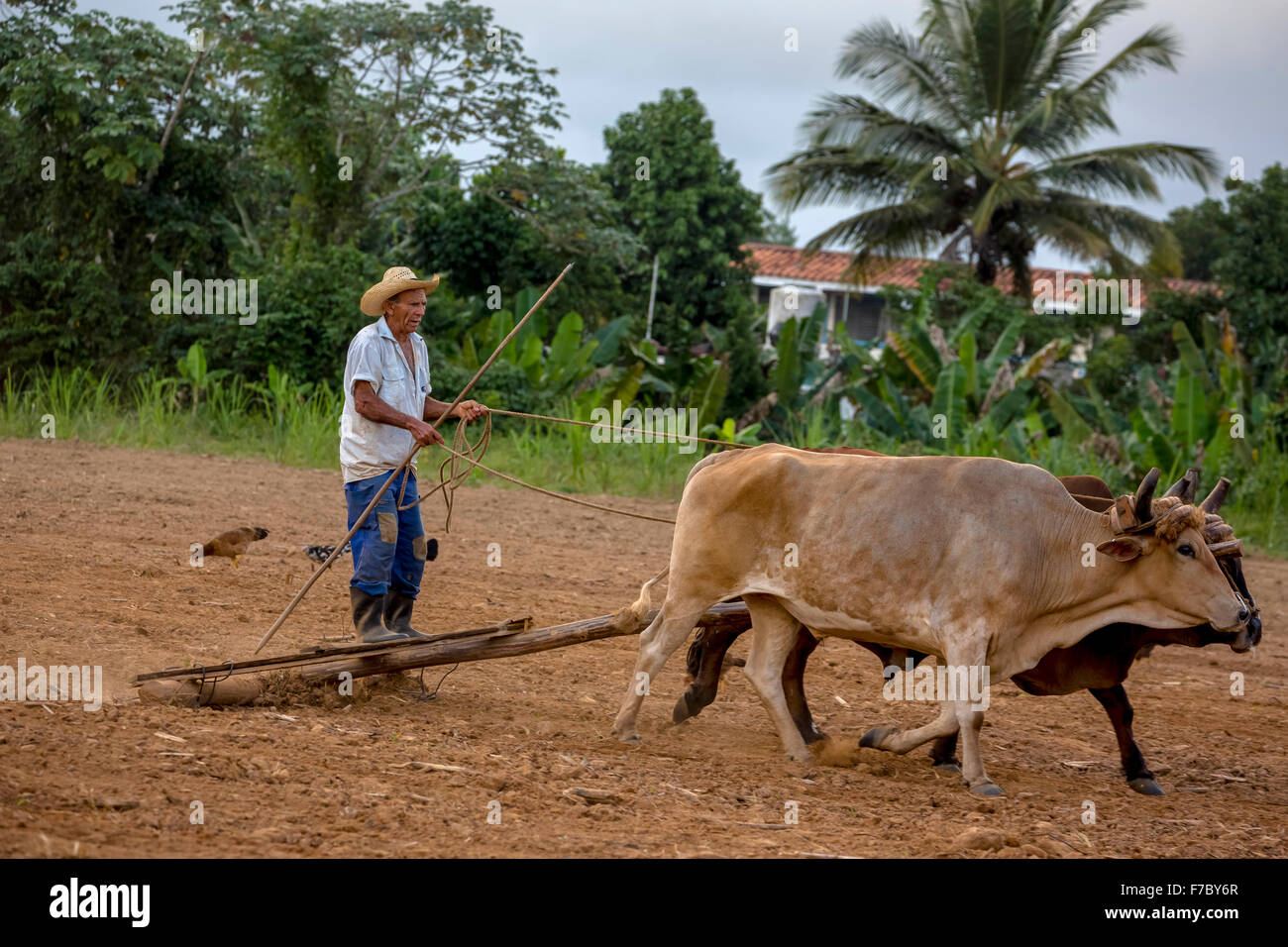 a simple harrow drawn by two oxen, Cuban farmer on a simple harrow ...
