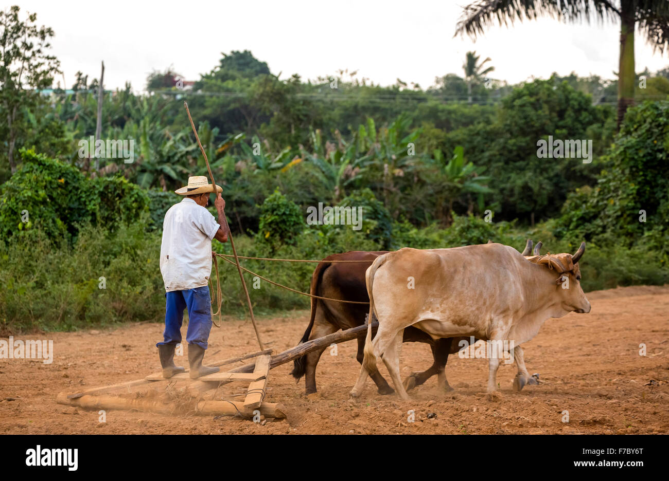 a simple harrow drawn by two oxen, Cuban farmer on a simple harrow ...