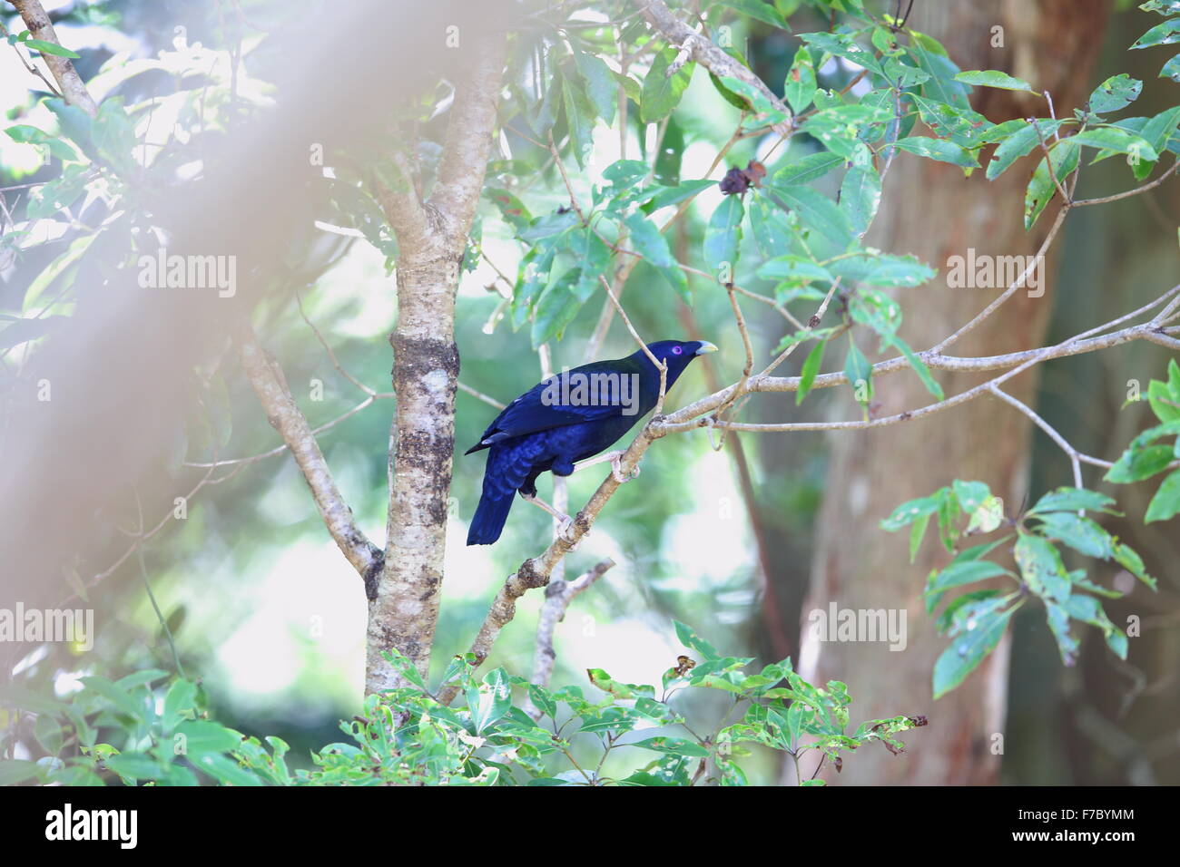 Satin Bowerbird (Ptilonorhynchus violaceus) in Australia Stock Photo - Alamy