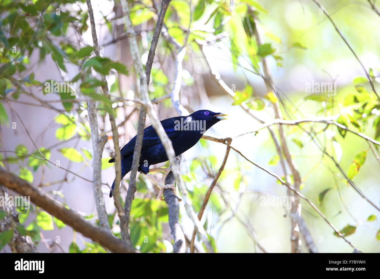 Satin Bowerbird (Ptilonorhynchus violaceus) in Australia Stock Photo - Alamy