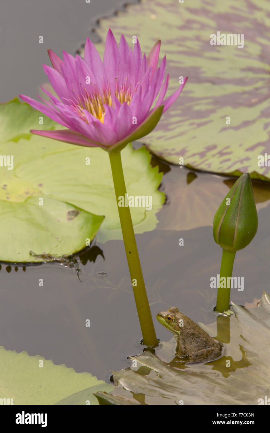 American Bullfrog Jumping High Resolution Stock Photography and Images ...