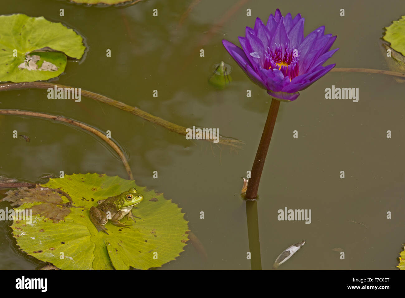 American Bullfrog Jumping High Resolution Stock Photography and Images ...