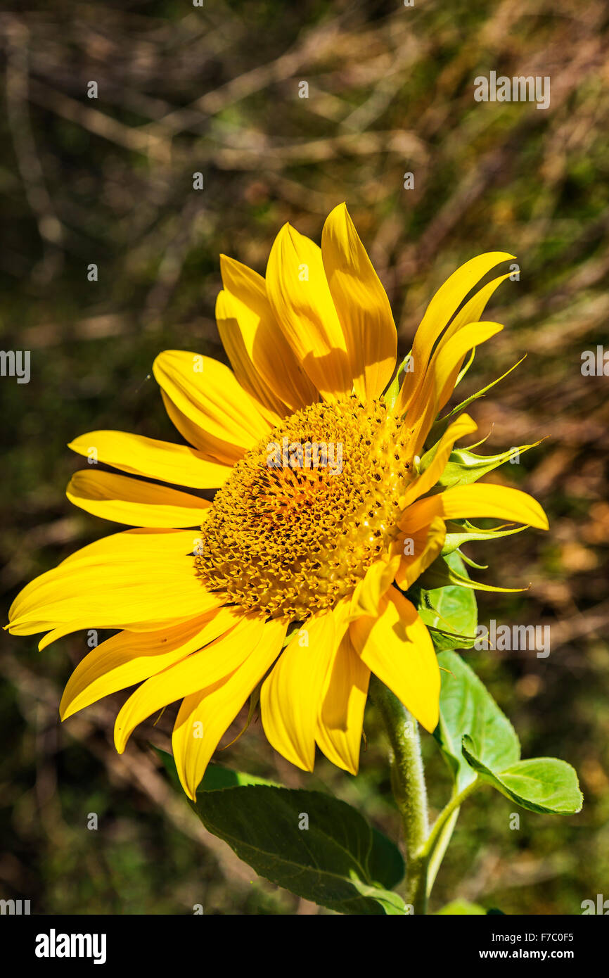 Fire sunflower hi-res stock photography and images - Alamy