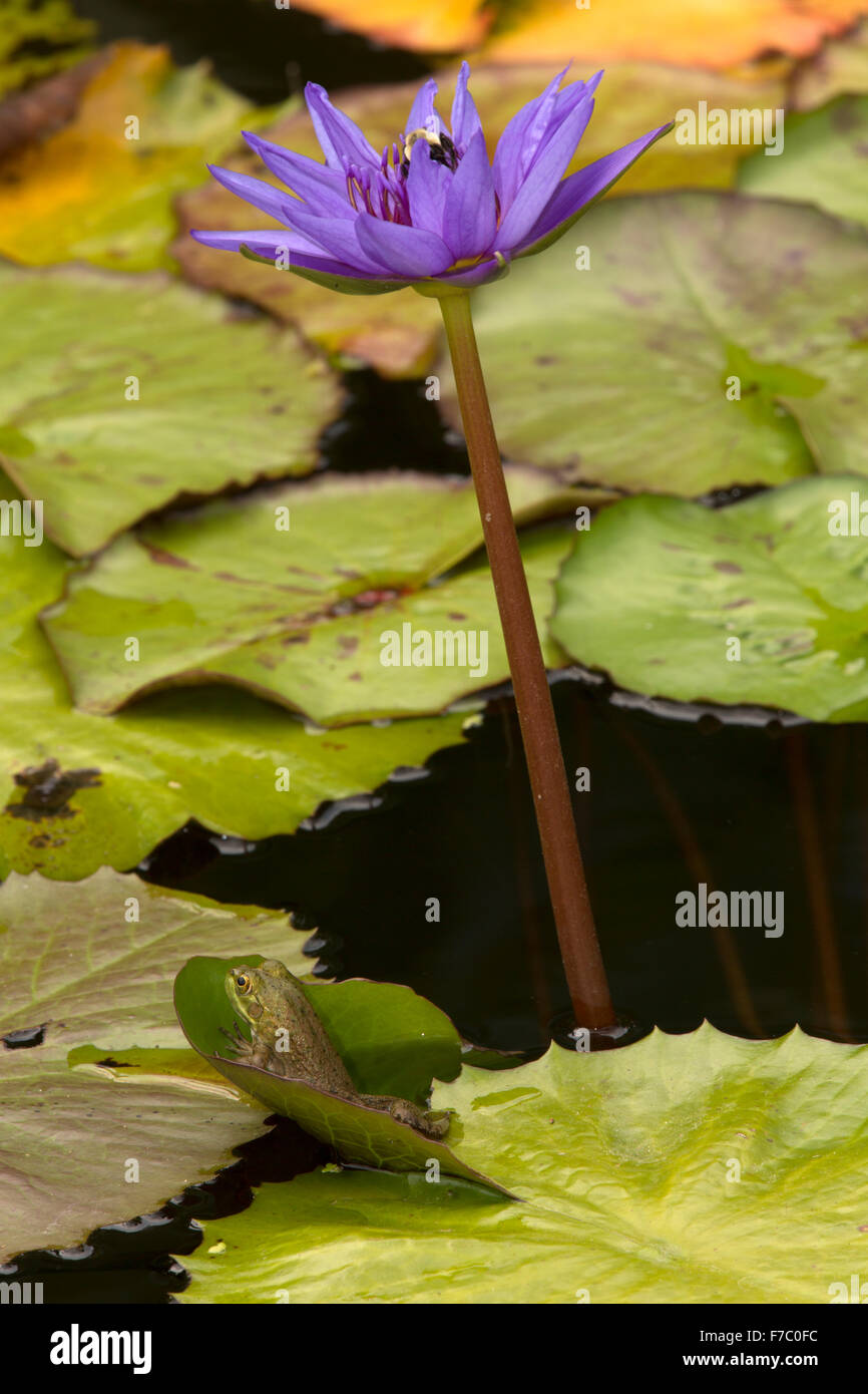American Bullfrog Jumping High Resolution Stock Photography and Images ...