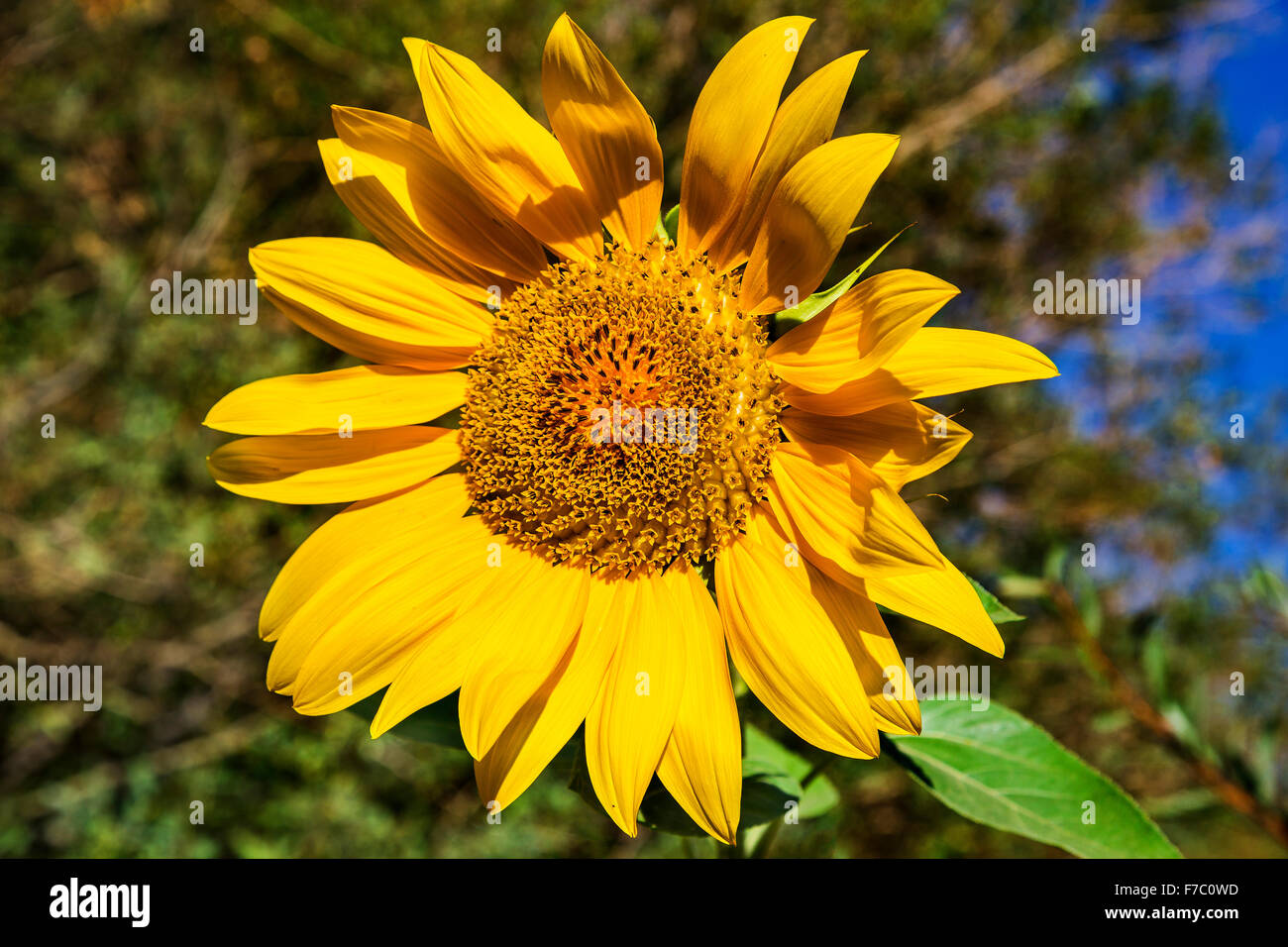 Fire sunflower hi-res stock photography and images - Alamy