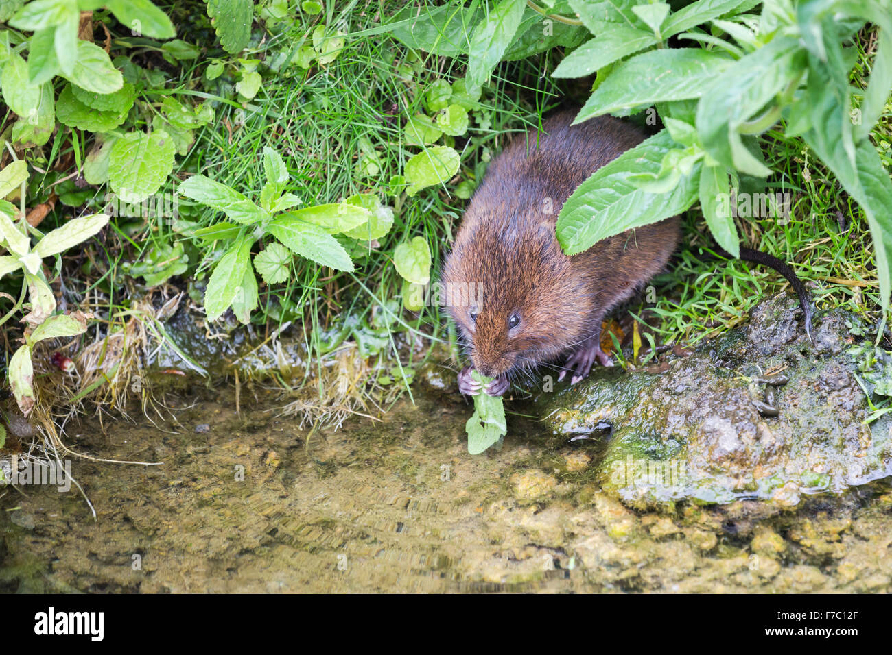 European water vole (Arvicola amphibius) eating a leaf at Wildfowl and ...
