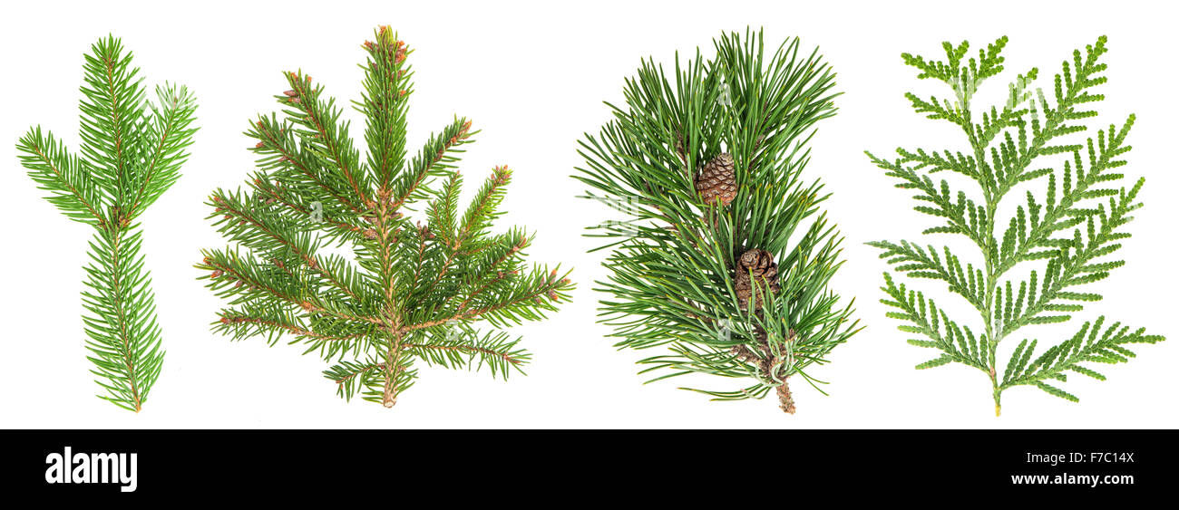 Evergreen tree branch set isolated on white background. Coniferous ...