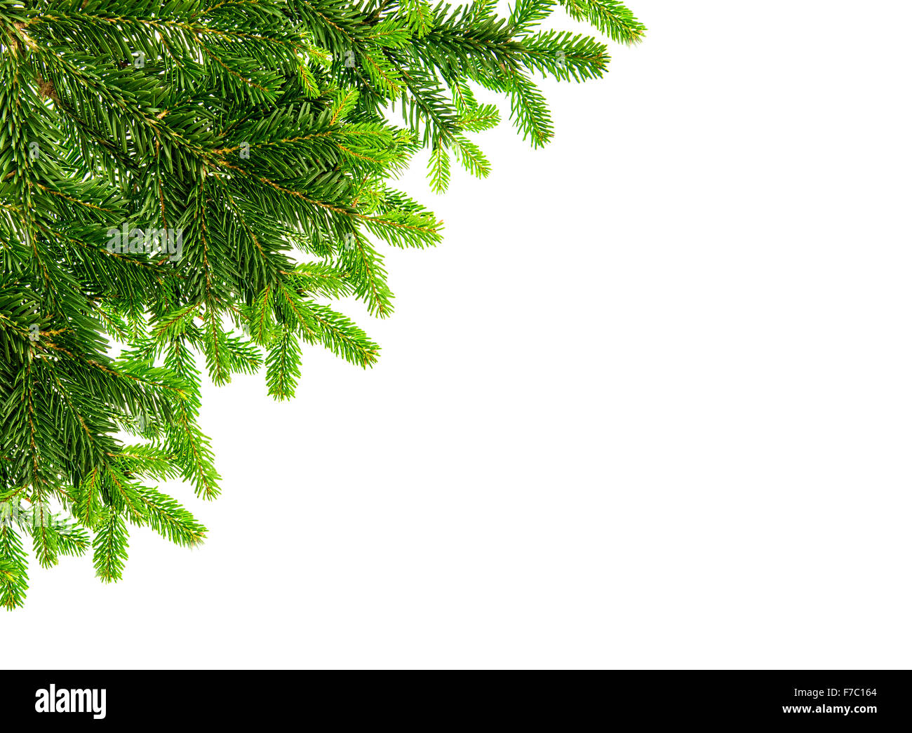 Fresh spruce sprig isolated on white background. Border from green ...