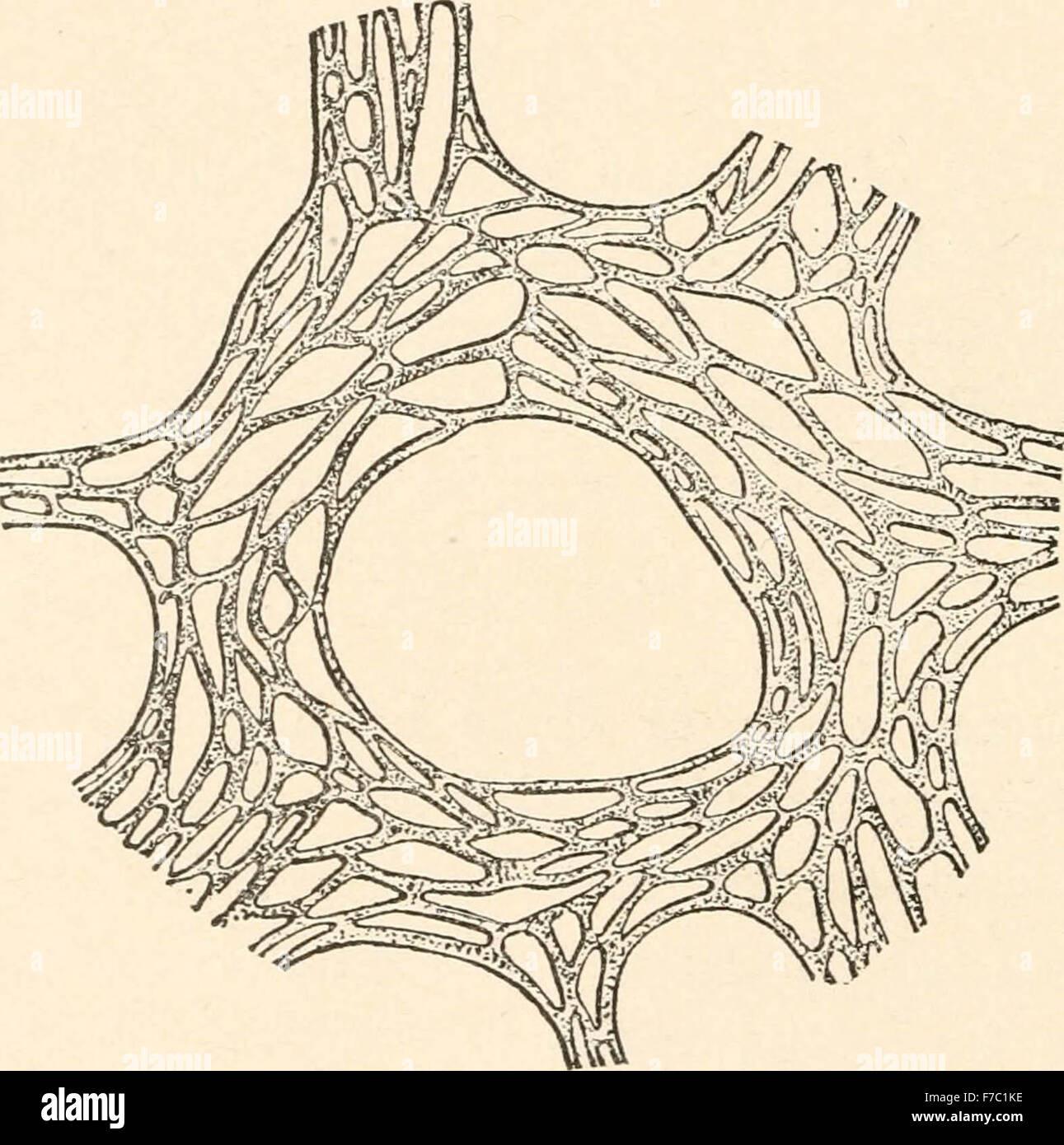 Elements of plant anatomy Stock Photo - Alamy