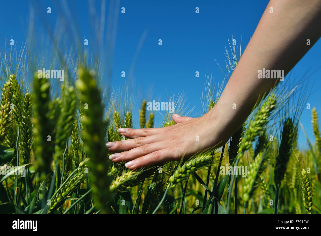 Hand in wheat field. Harvest and gold food agriculture concept Stock ...
