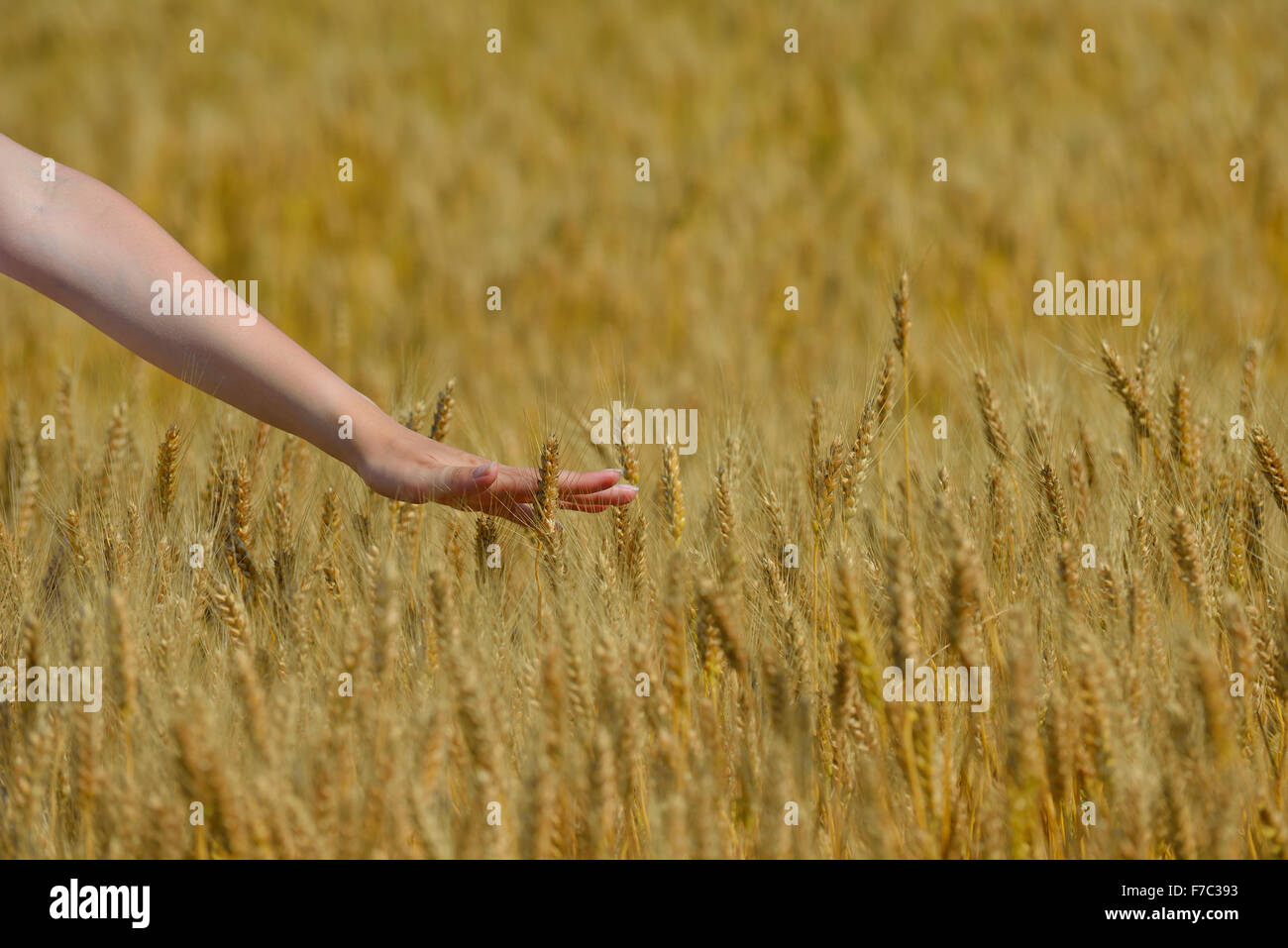Hand in wheat field. Harvest and gold food agriculture concept Stock ...