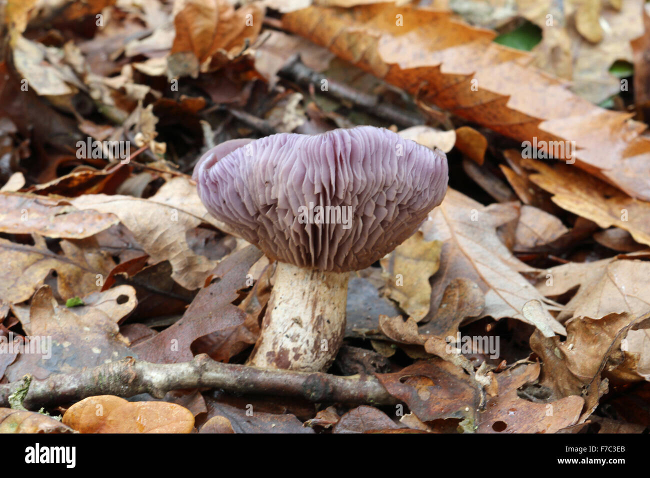 Wood blewit fungus Stock Photo - Alamy