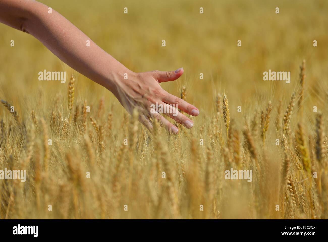 Hand in wheat field. Harvest and gold food agriculture concept Stock ...