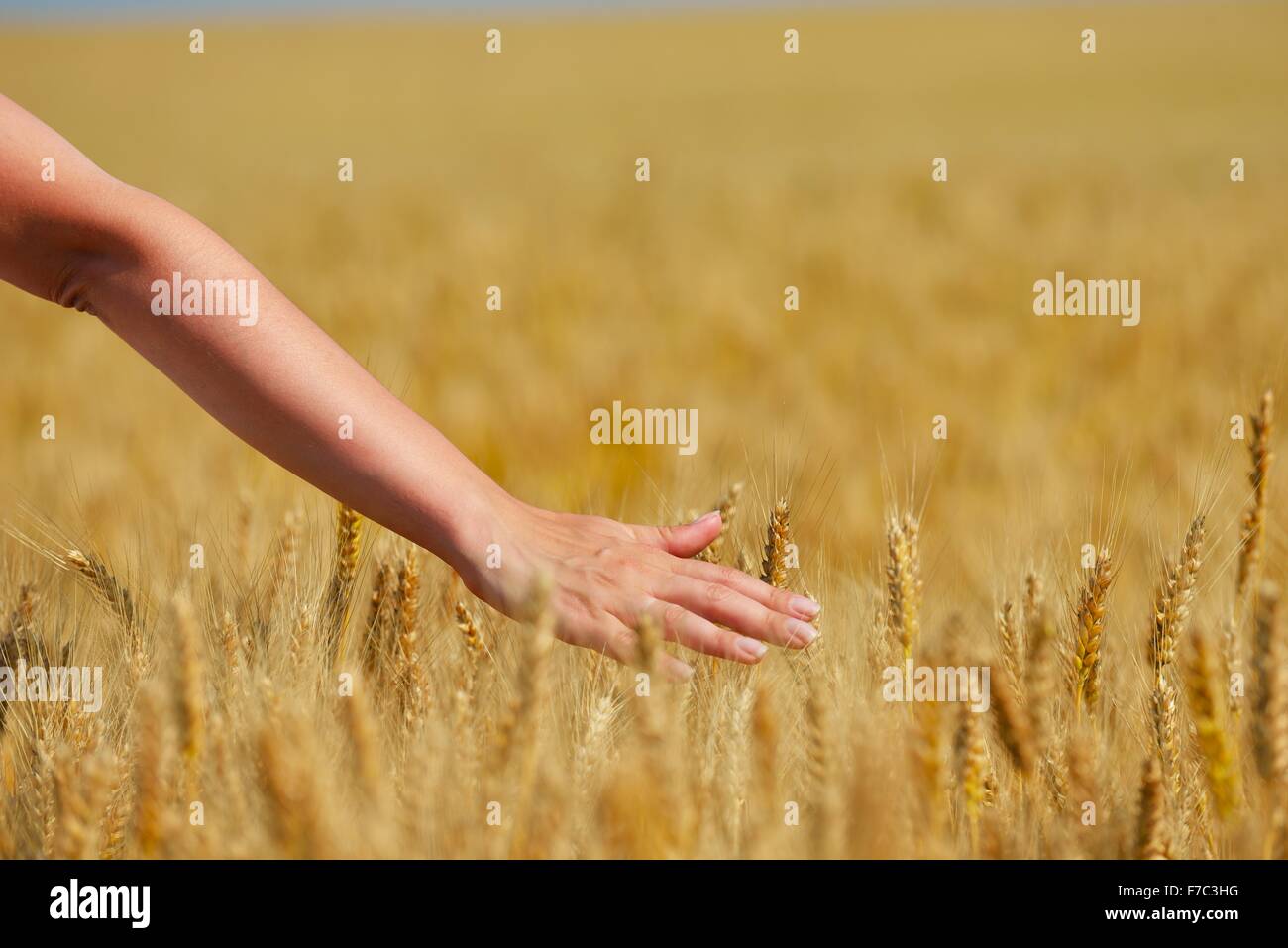 Hand in wheat field. Harvest and gold food agriculture concept Stock ...