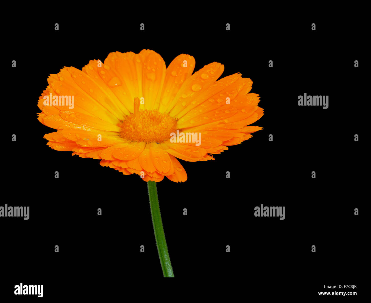 Marigold flower over black. Bright orange with real raindrops Stock ...