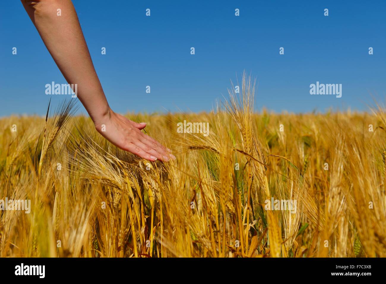 Hand in wheat field. Harvest and gold food agriculture concept Stock ...
